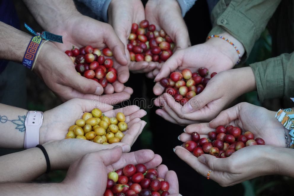 Peruvian coffee process stock image. Image of cappuccino - 337346863