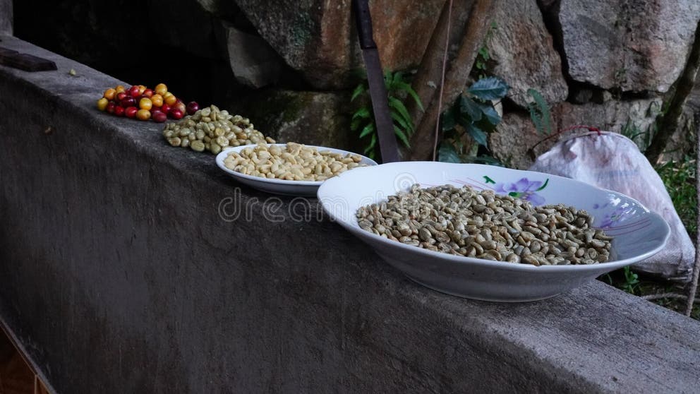 Peruvian coffee process stock photo. Image of refreshment - 337346866