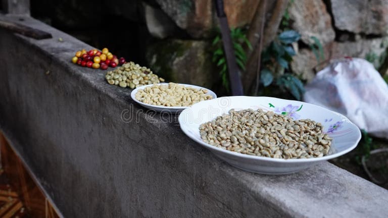 Peruvian coffee process stock image. Image of abundance - 337346869