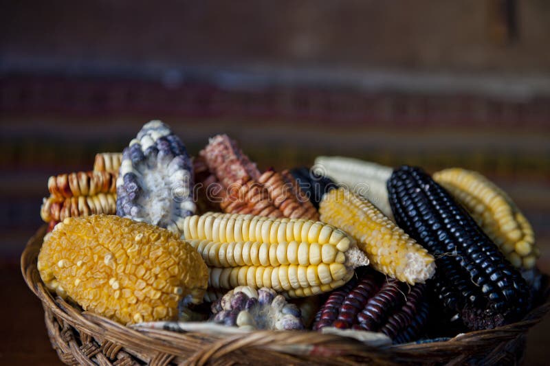 Peruvian Corn stock image. Image of nutrition, maize - 42902805