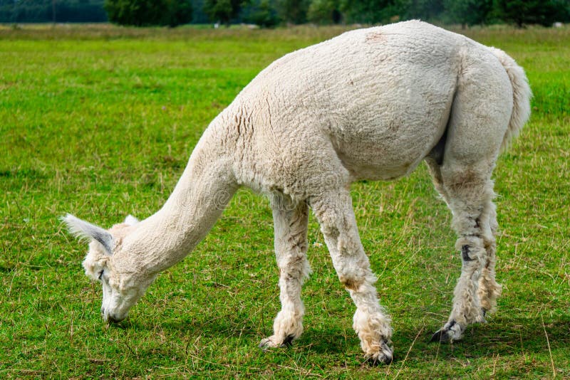 Peruvian Cute Trimmed Alpaca on the Alpaca Farm Stock Image - Image of ...