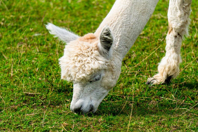 Peruvian Cute Trimmed Alpaca on the Alpaca Farm Stock Photo - Image of ...