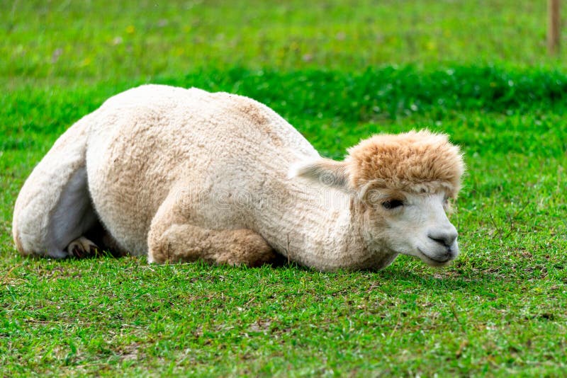 Peruvian Cute Trimmed Alpaca on the Alpaca Farm Stock Image - Image of ...