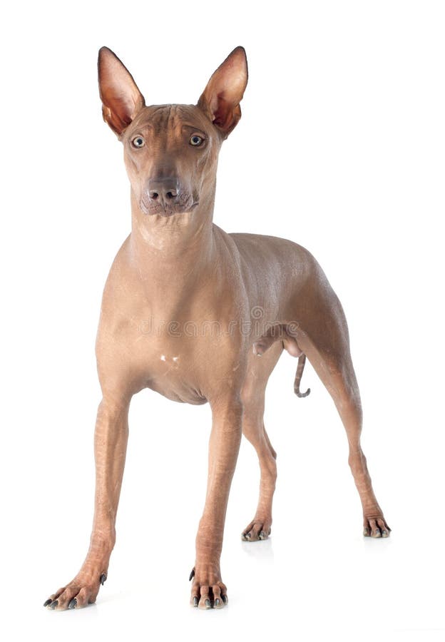 What Breeds Of Dogs Are In Peru