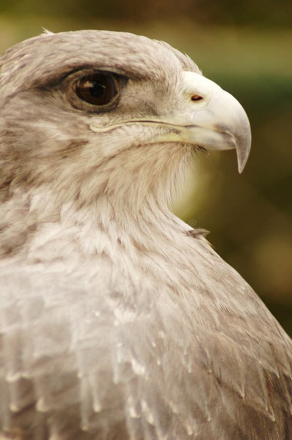 Peruvian eagle stock image. Image of autonomy, eagle, freedom - 191619