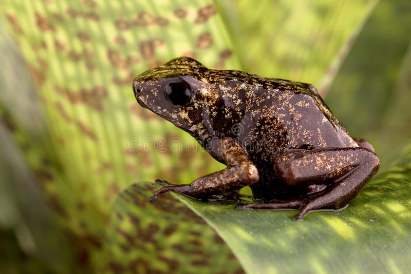 Peruvian El Amazonas De La Rana De La Flecha Del Veneno Foto de archivo ...