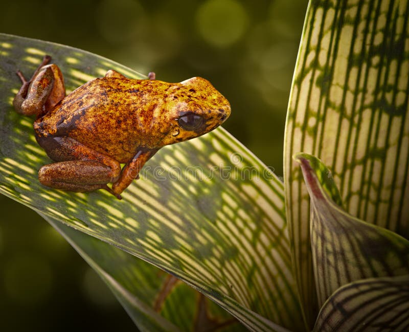 Peruvian El Amazonas De La Rana De La Flecha Del Veneno Foto de archivo ...