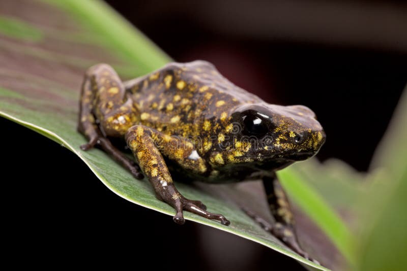 Peruvian El Amazonas De La Rana De La Flecha Del Veneno Foto de archivo ...
