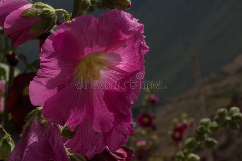 Peruvian Flower. stock image. Image of shadows, energetic - 98057741