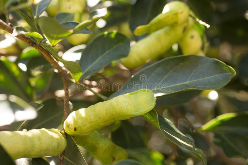 Peruvian Fruit Called Pacay Stock Photo - Image of inga, cream: 35322282