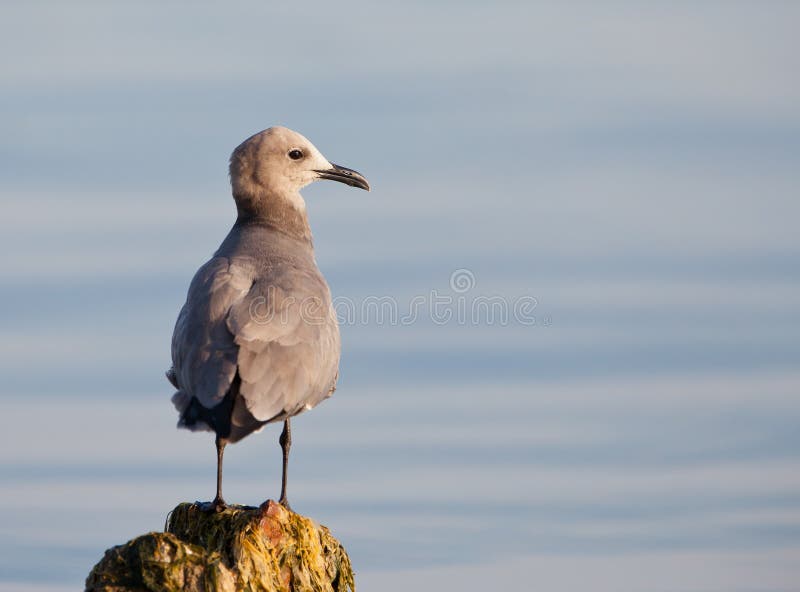 Peruvian Grey Gull on pole stock photo. Image of bird - 25184778
