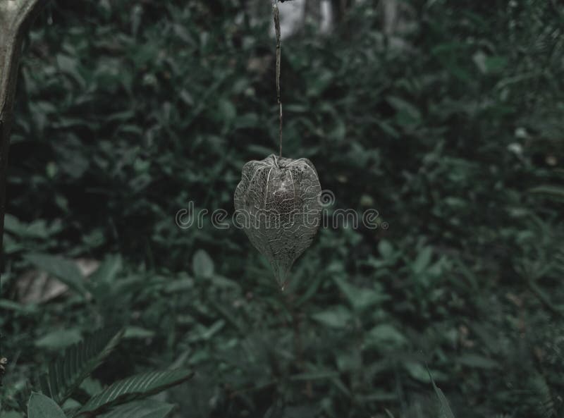 Lampion Shell Stock Photos - Free & Royalty-Free Stock Photos from ...