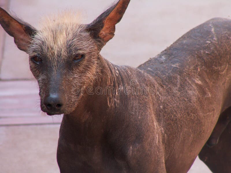 Peruvian Hairless Dog