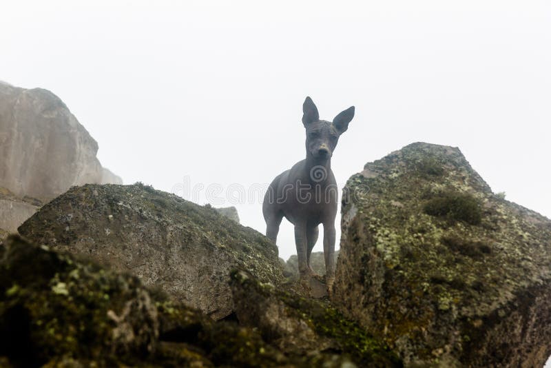 Peruvian Hairless Dog from Peru in Park. Andes Mountain Stock Image ...