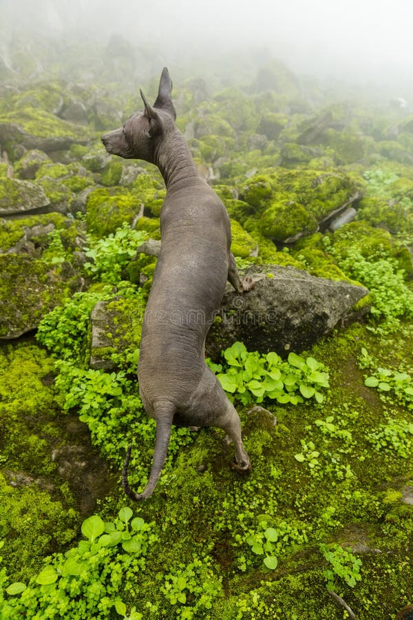 Peruvian Hairless Dog from Peru in Park. Andes Mountain Stock Photo ...