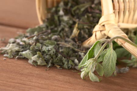 Peruvian Herb Called Muna stock image. Image of digestive - 19472439