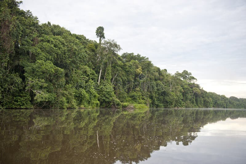 Amazon river and jungle stock photo. Image of iquitos - 12541288