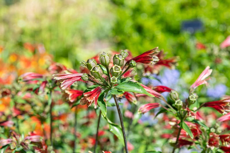 Peruvian lilies stock photo. Image of outdoor, plants - 353610038