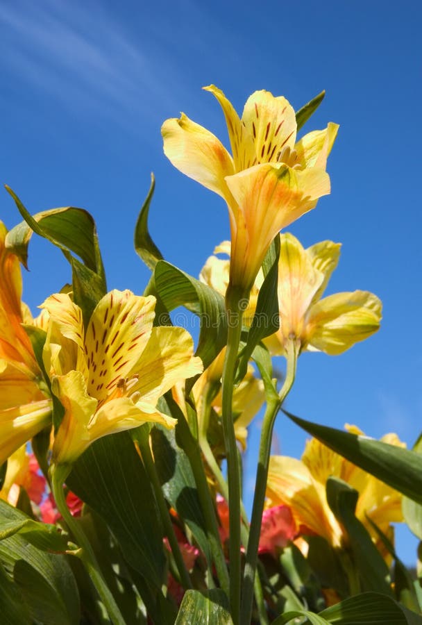 Peruvian Lilly stock photo. Image of flowers, stamen, spring - 4782736