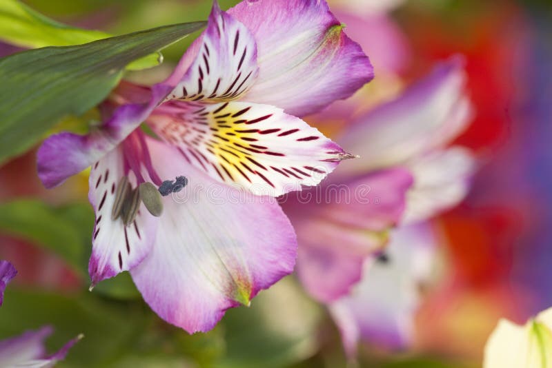 A Peruvian Lily Flower in Red and Yellow Stock Image - Image of plant ...