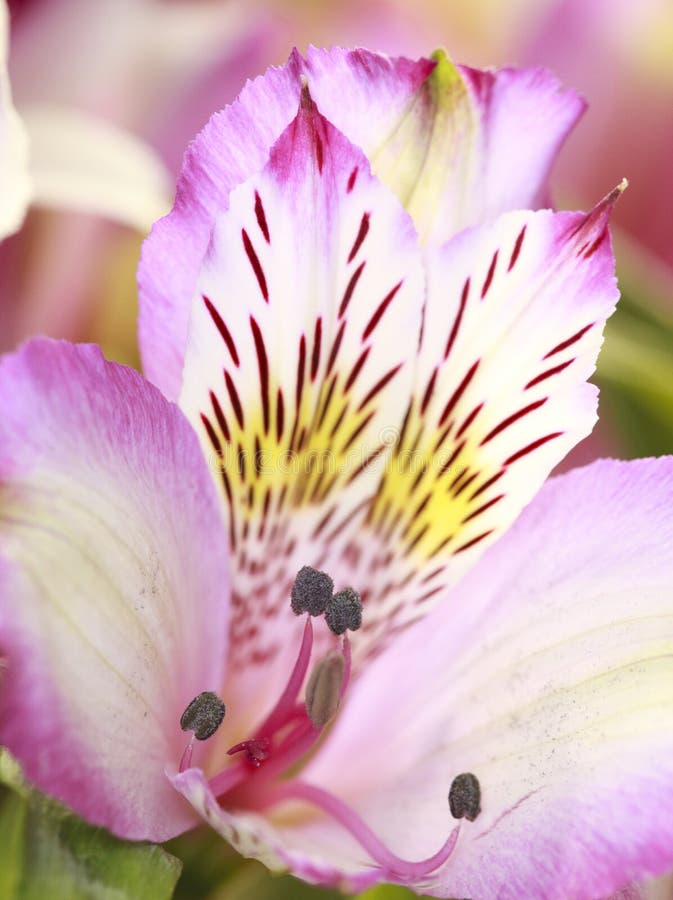 A Peruvian Lily Flower in Red and Yellow Stock Image - Image of plant ...