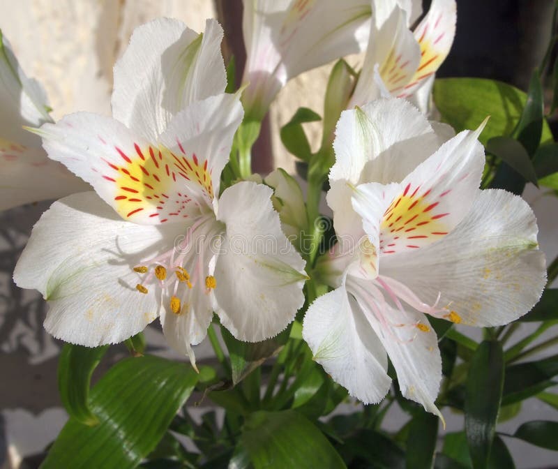 Peruvian Lily (Alstroemeria) Stock Image - Image of beautiful, natural ...