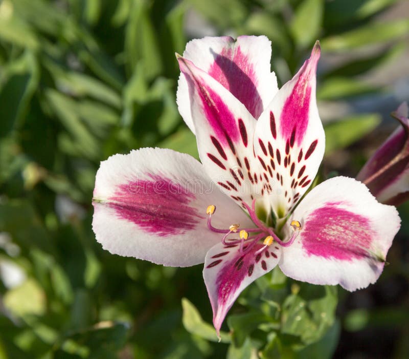 Peruvian lily flower stock image. Image of nature, aurantiaca - 26665205