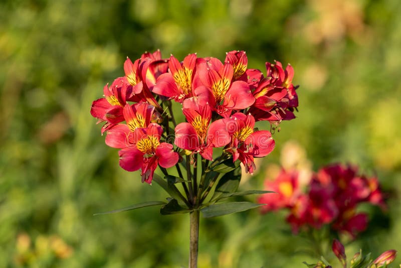 A Peruvian Lily Flower in Red and Yellow Stock Photo - Image of flower ...