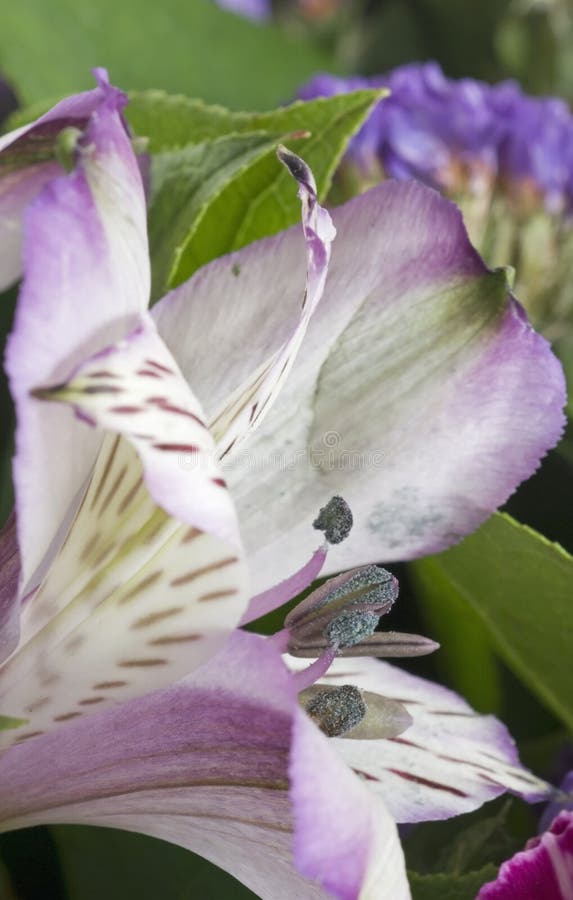 Peruvian Lily Flowers in Bloom Stock Image - Image of anthers, lilac ...