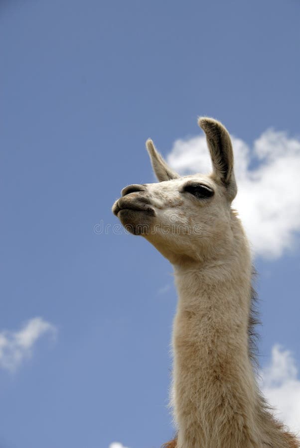 Peruvian Llama stock image. Image of alpaca, wool, animal - 2694437