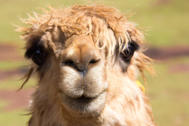 Peruvian Llama stock photo. Image of travel, wildlife - 36399416