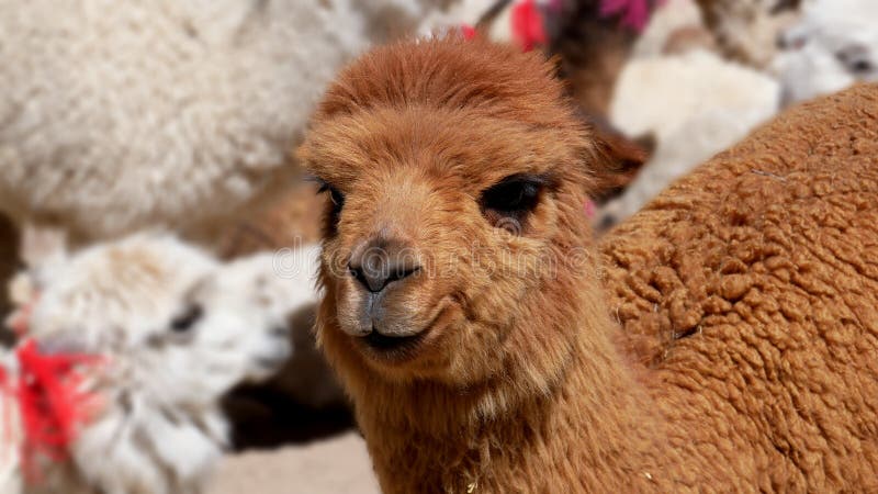 Peruvian Llamas, the Famous South American Animal, Peru Stock Image ...