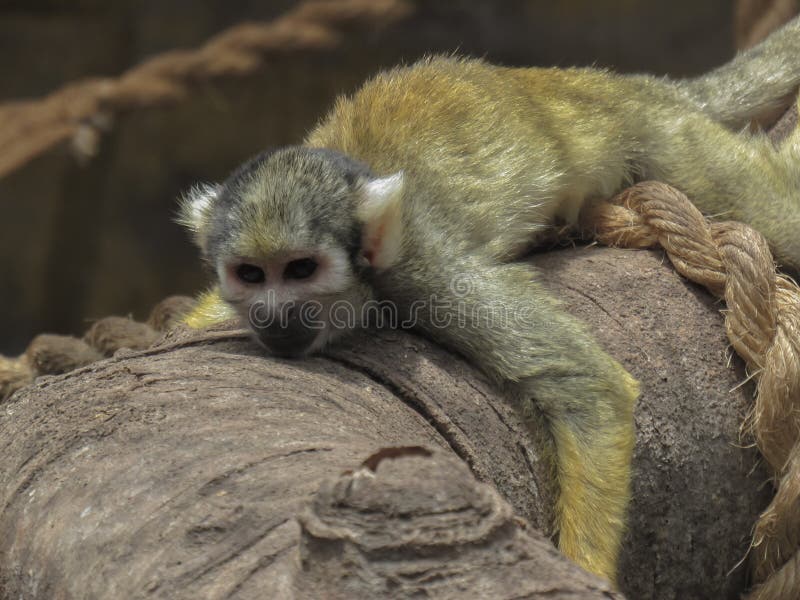 Peruvian Monkey stock photo. Image of monkey, peruvian - 88538426