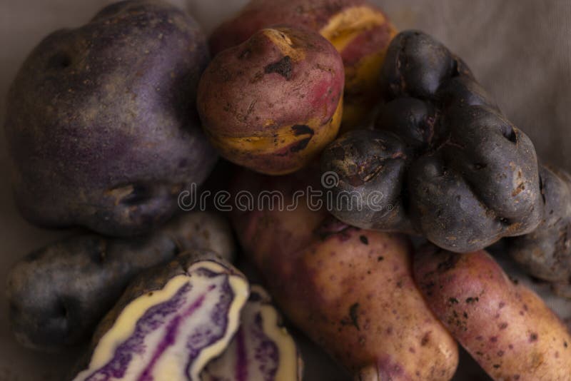 Peruvian Native Potatoes, Harvested in Cusco Stock Image - Image of ...