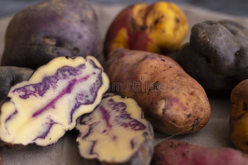 Peruvian Native Potatoes, Harvested in Cusco, Peru Stock Photo - Image ...