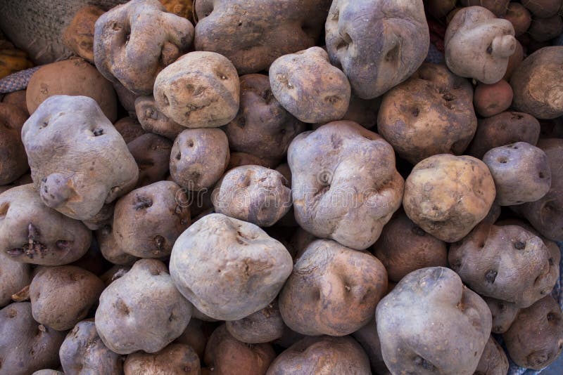 Peruvian Native Potatoes on a Market in Arequipa, Peru Stock Photo ...