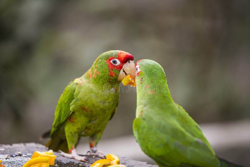 Peruvian Parrot in Yungas, Coroico, Bolivia Stock Image - Image of gold ...