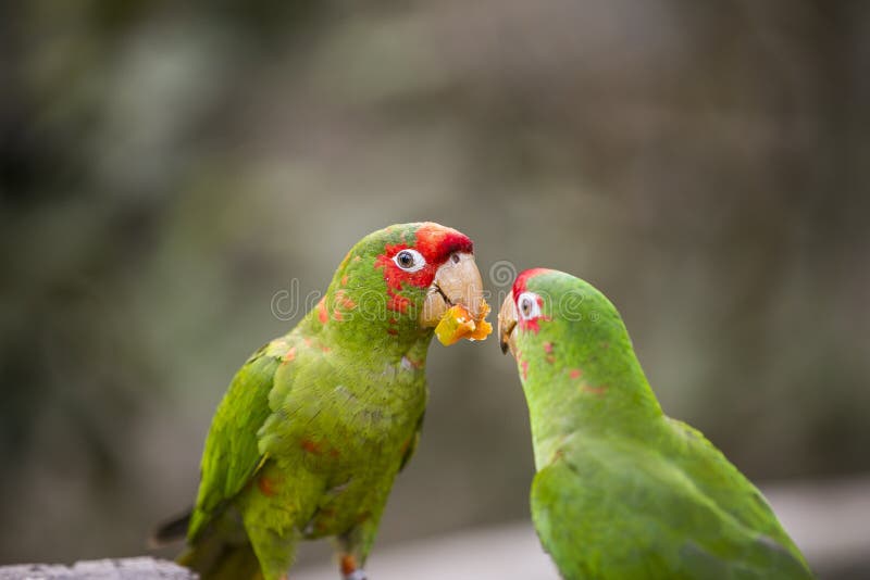 Peruvian Parrot in Yungas, Coroico, Bolivia Stock Image - Image of ...
