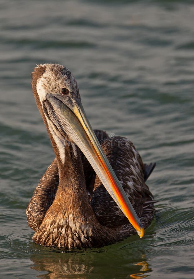 Peruvian Pelican close-up stock image. Image of pelecanus - 25146071