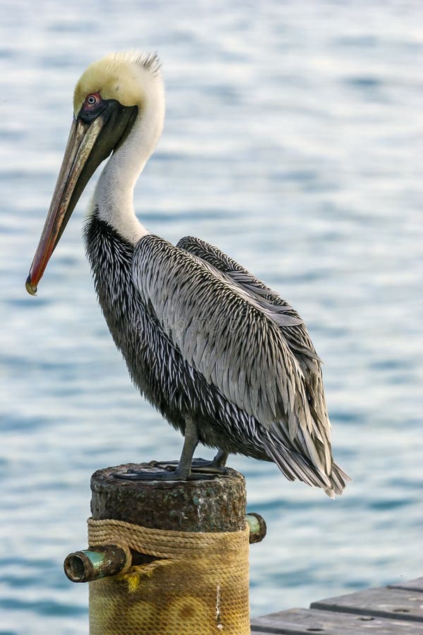 Peruvian Pelican,Pelecanus Thagus Stock Photo - Image of feathers ...