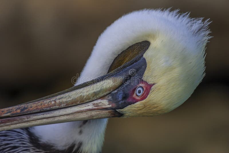 Peruvian Pelican,Pelecanus Thagus Stock Image - Image of ocean, pelican ...