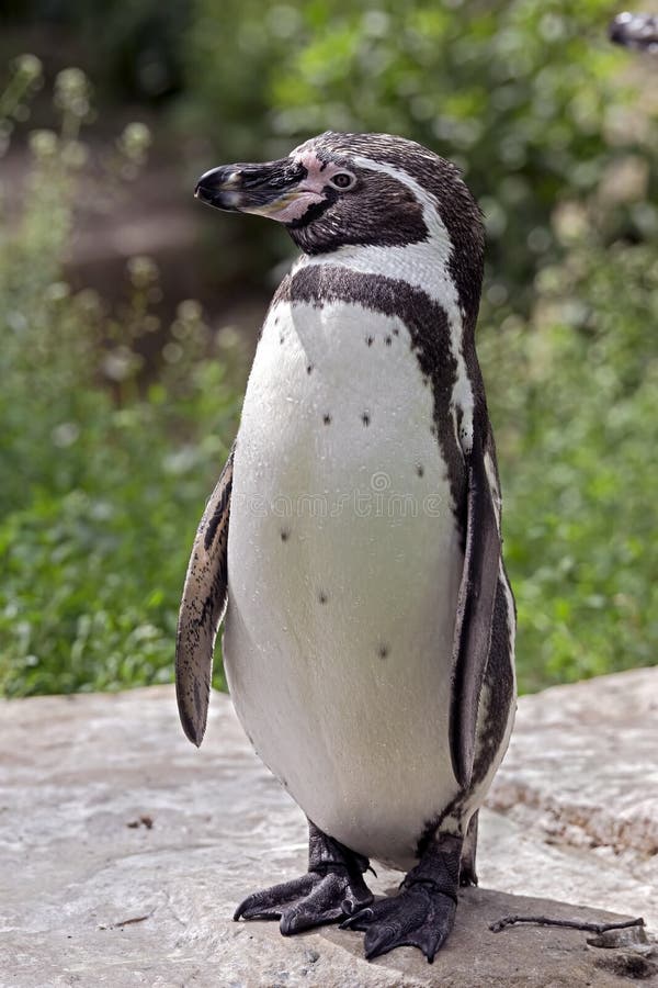 Peruvian penguin 8 stock photo. Image of fauna, peruvian - 57586558