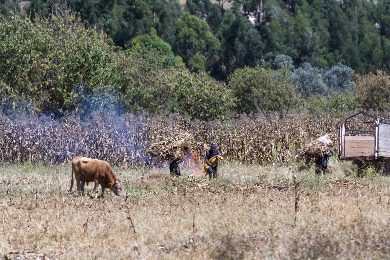 Peruvian People Harvesting Corn Editorial Stock Image - Image of people ...