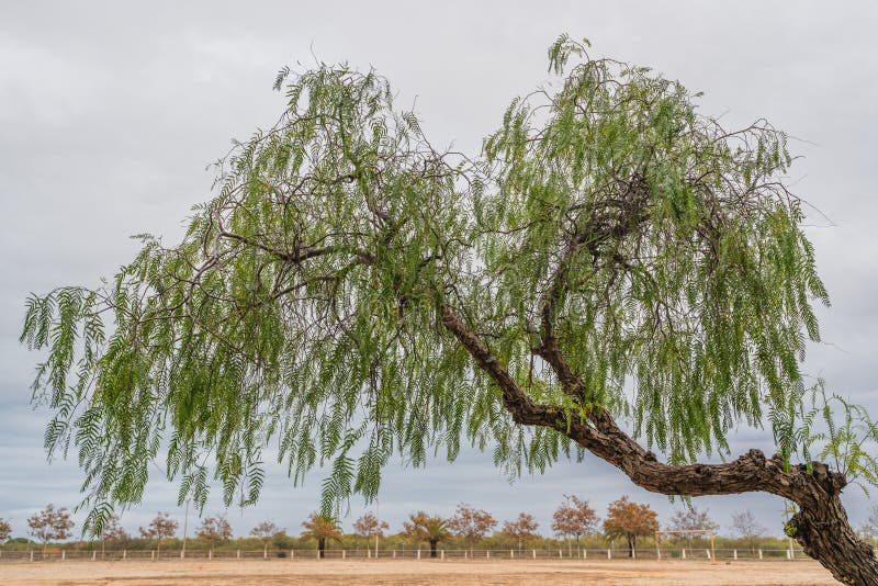 Peruvian Pepper Tree with Drooping Branches and Feathery Green Leaves ...