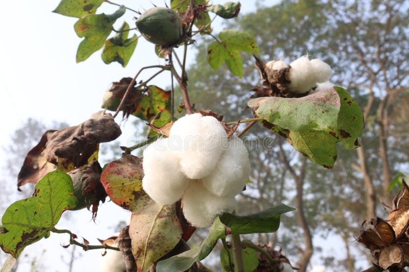 Peruvian Pima Cotton on Tree in Farm Stock Photo - Image of tree, dried ...