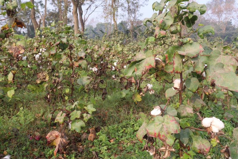 Peruvian Pima Cotton on Tree in Farm Stock Photo - Image of malvales ...