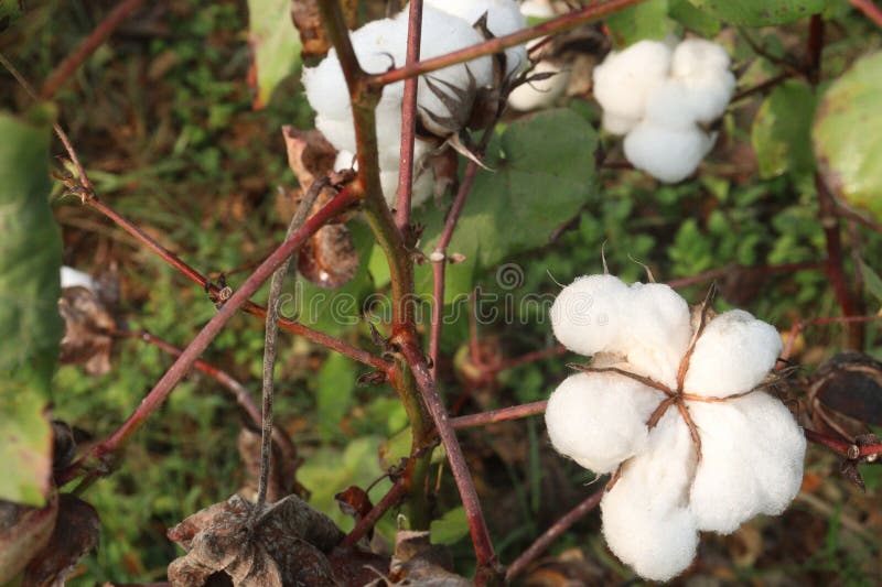 Peruvian Pima Cotton on Tree in Farm Stock Image - Image of barbadense ...
