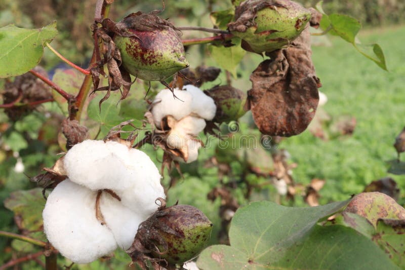 Peruvian Pima Cotton on Tree in Farm Stock Image - Image of nature ...