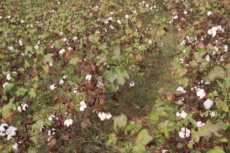 Peruvian Pima Cotton on Tree in Farm Stock Photo - Image of nature ...