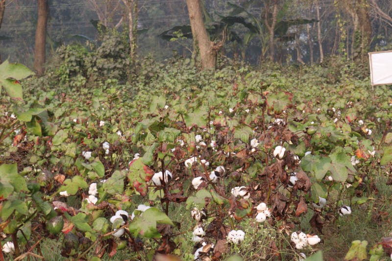 Peruvian Pima Cotton on Tree in Farm Stock Photo - Image of ball, pima ...